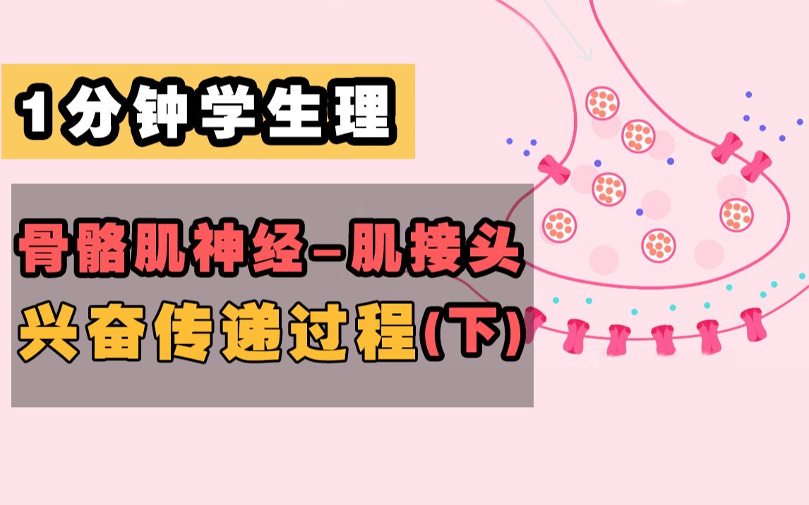 【1分钟学生理】骨骼肌神经-肌接头的兴奋传递过程(下)