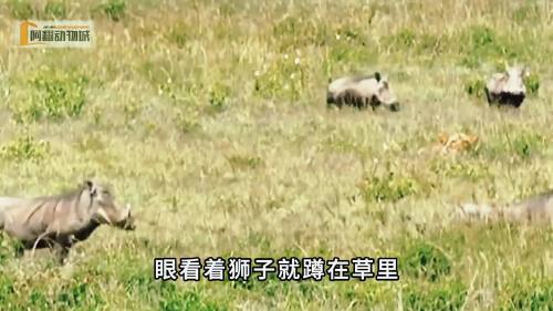 蓬蓬刚以为安全了,下一秒门被拆!这波操作太刺激了