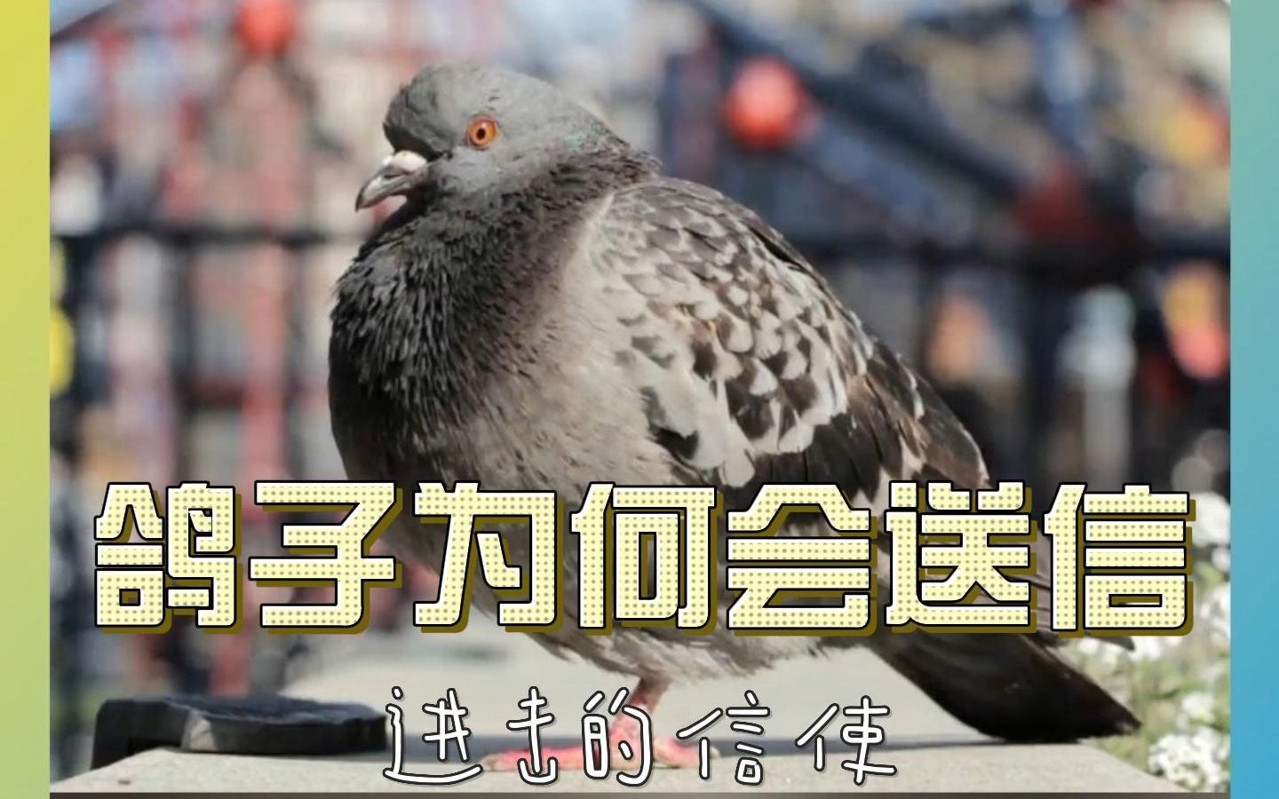 自古以来的动物信使,为什么鸽子可以千里传信?