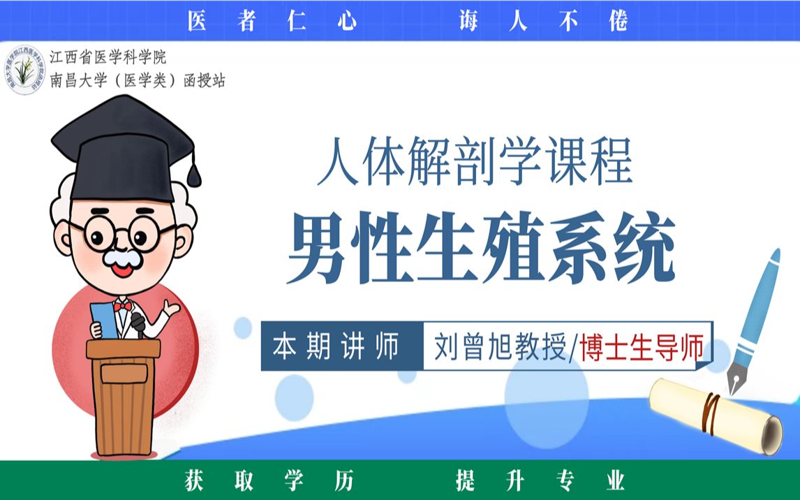 人体解剖学课程—男性生殖系统