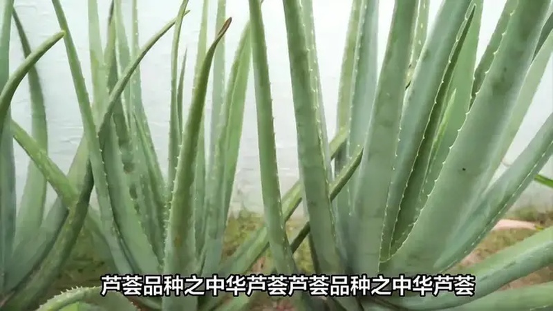 芦荟品种之中华芦荟