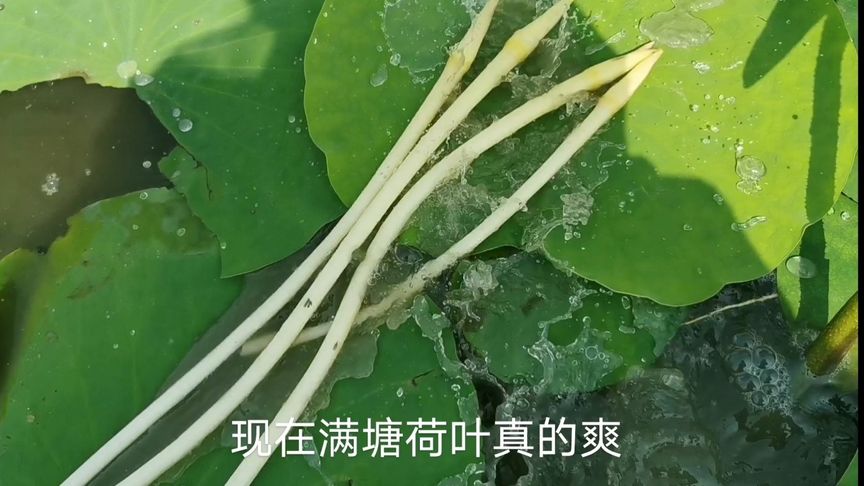 藕尖白玉色?在市面上你见到过这么漂亮的藕尖吗?看着真爽