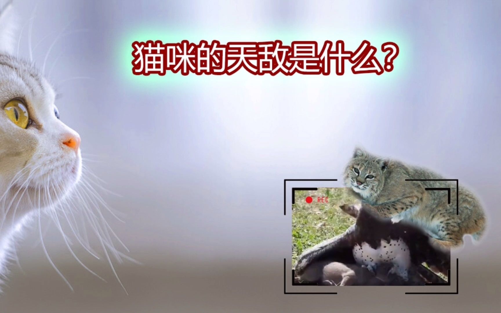 猫咪的天敌是什么?