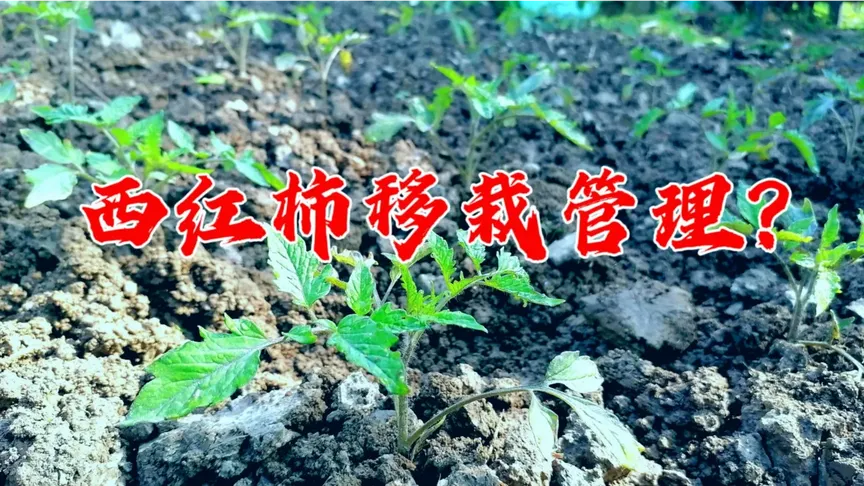 西红柿移栽管理方法?番茄栽苗后施肥浇水,苗茁壮抗病结果多高产