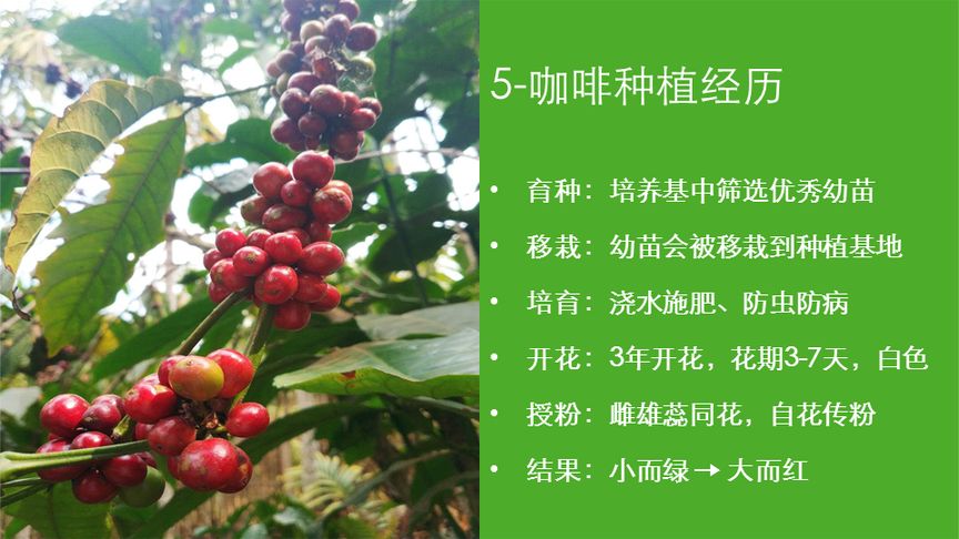 嗡嗡说咖啡第5集:咖啡种植经历