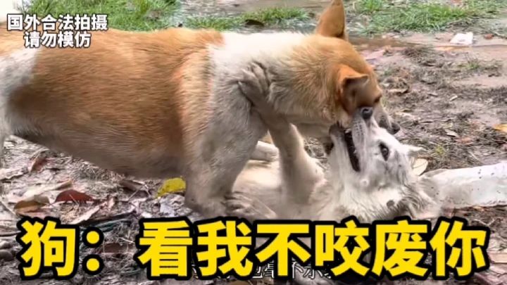 两条狗打架,场面十分激烈!