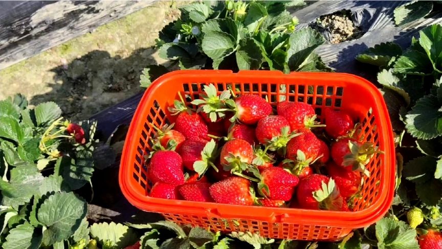 快过年了,带小孩去摘草莓 。大家猜一猜现在草莓多少钱一斤 38.