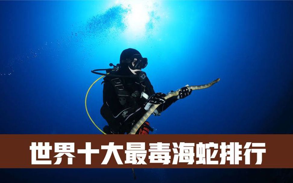 世界十大最毒海蛇排行:比眼镜蛇还要毒的蛇出现,遇到请躲远点