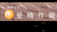 受精作用详细解析