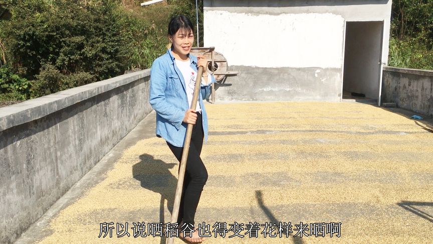晒稻谷也需要技巧,看广西农村女孩变着花样晒稻谷!