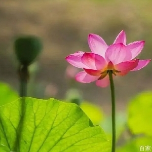 北京诗友会 