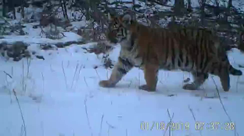 近期,东北虎豹国家公园管理局整理数据惊奇发现"一大三小"