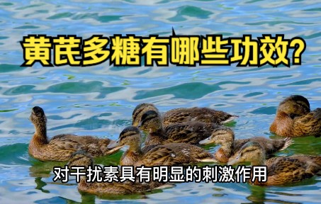 黄芪多糖中兽药有哪些功效作用?养殖人建议收藏看完