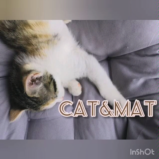 当一只猫激起了无限学习matlab的热情…