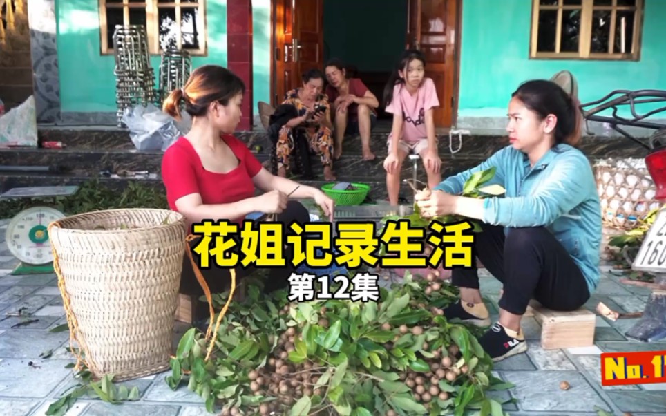 越南芳姐搜 摘了满满一筐龙眼,和姐妹修剪多余枝条后,背去集市上卖掉...