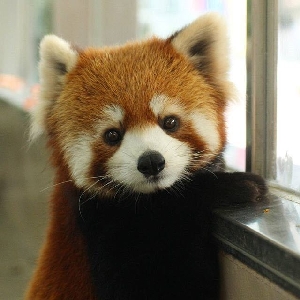 Panda_Studio 