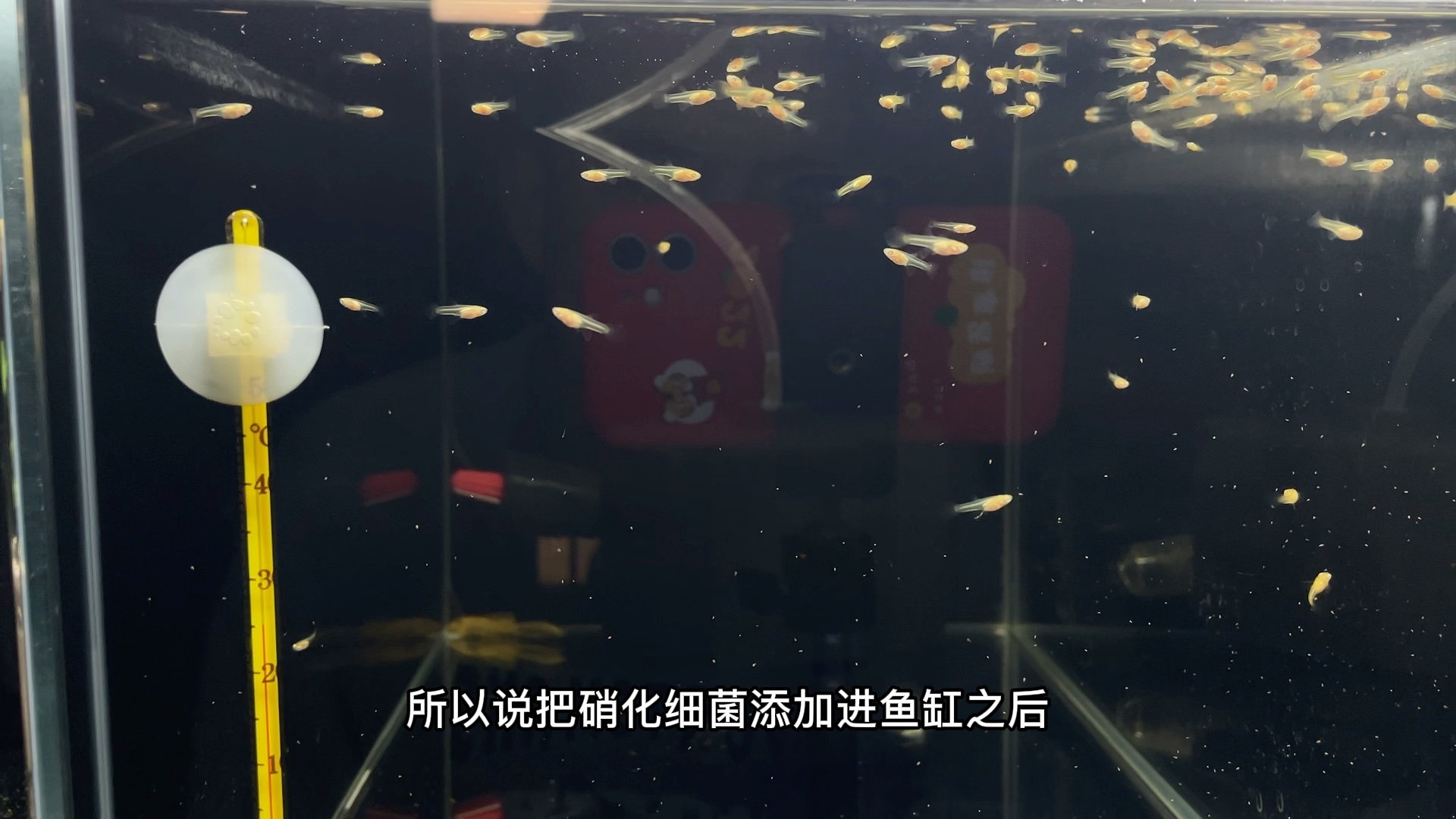 养观赏鱼和硝化细菌有什么关系,关于硝化细菌你了解多少