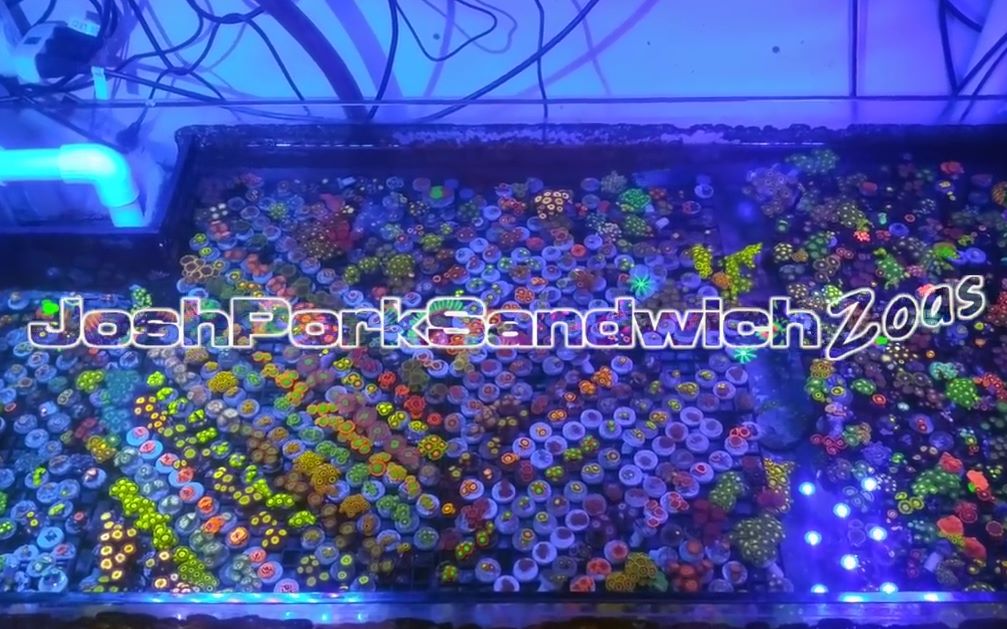 【探海-纽扣珊瑚专题】看大神Joshporksandwh怎么维护他的纽扣缸