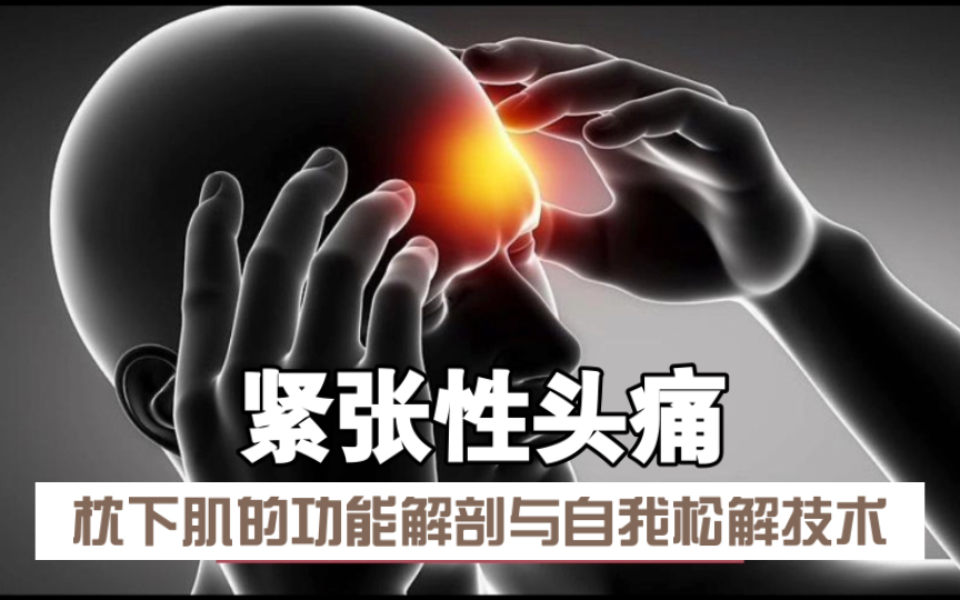 紧张性头痛的根源,枕下肌群的功能解剖与自我松解技术
