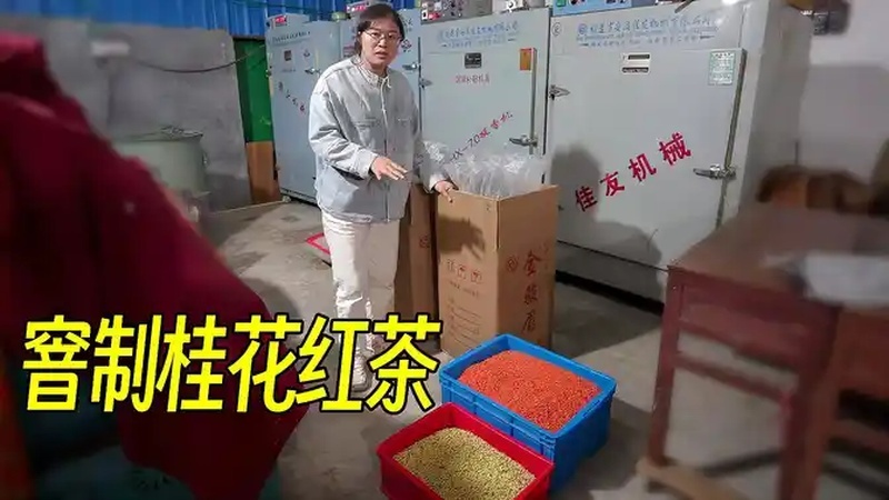到茶厂选了一款红茶,开始窨桂花,今年要把桂花红茶的香气做到位