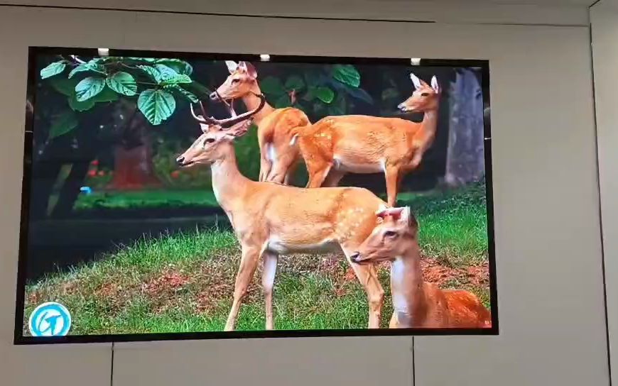 广州某老年活动中心室内P1.86全彩LED显示屏播放效果就是好