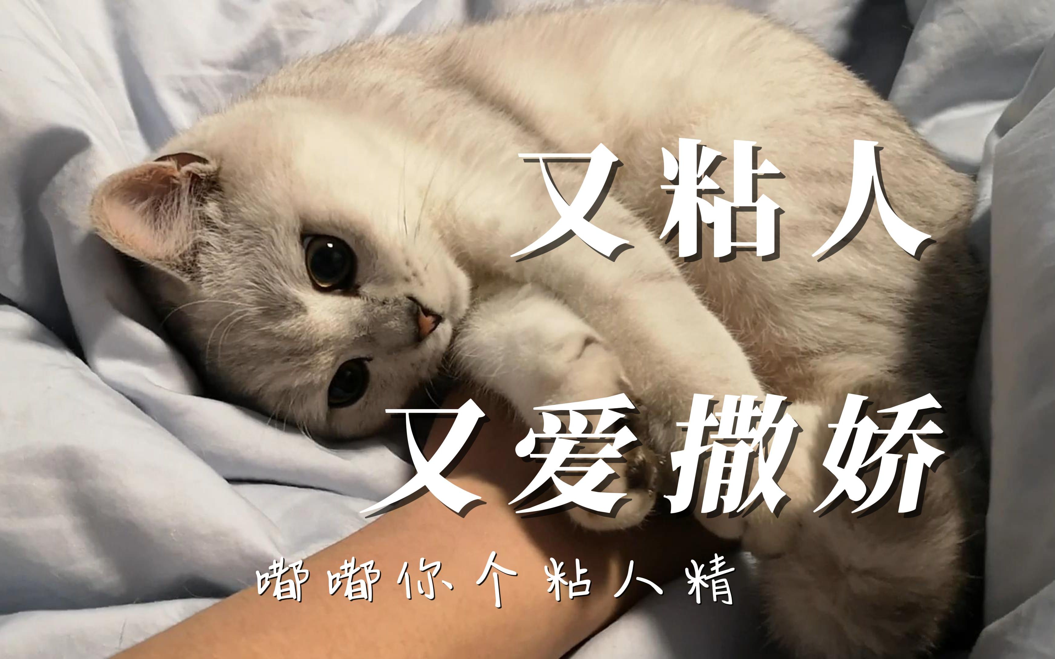 世界上哪有你那么粘人 那么爱撒娇 的小猫咪呀(>^ω^
