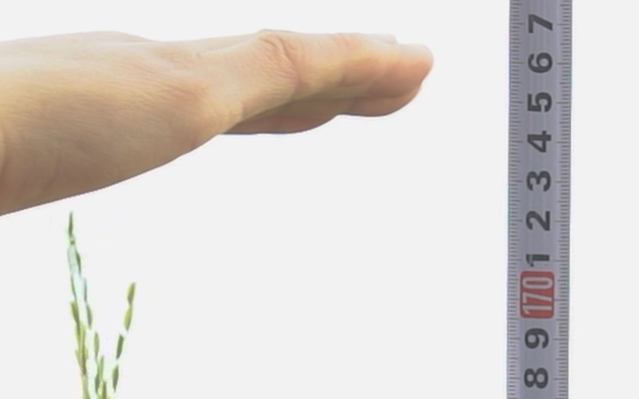 呼伦贝尔冰香稻,为实现袁老的“禾下乘凉梦”,又进了一步,水稻高达...