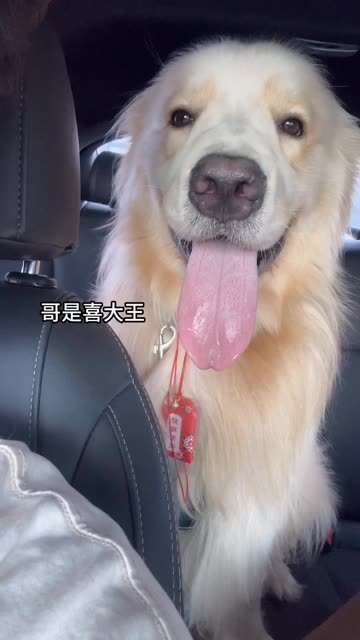 小狗也知道出去玩要去tree tree的地方