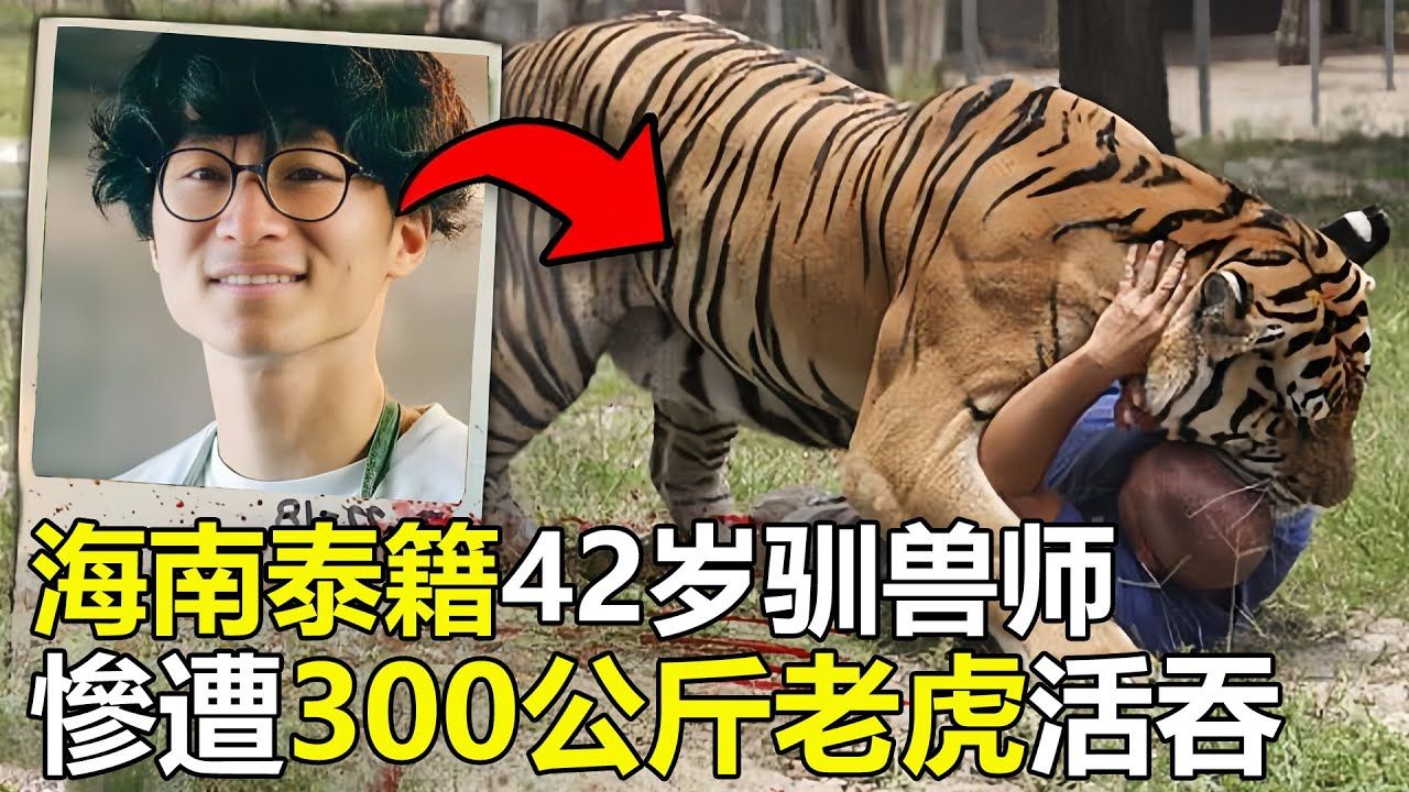 ...阻拦”惨遭300公斤巨虎活吞,游客将袭击画面全程记录,彻底吓坏网友!