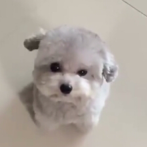 一坨肉弹弹弹 