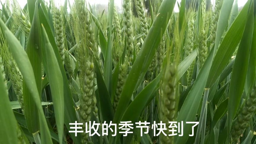 北方人带你看一下小麦的生长过程,从播种到丰收,时间能治愈一切