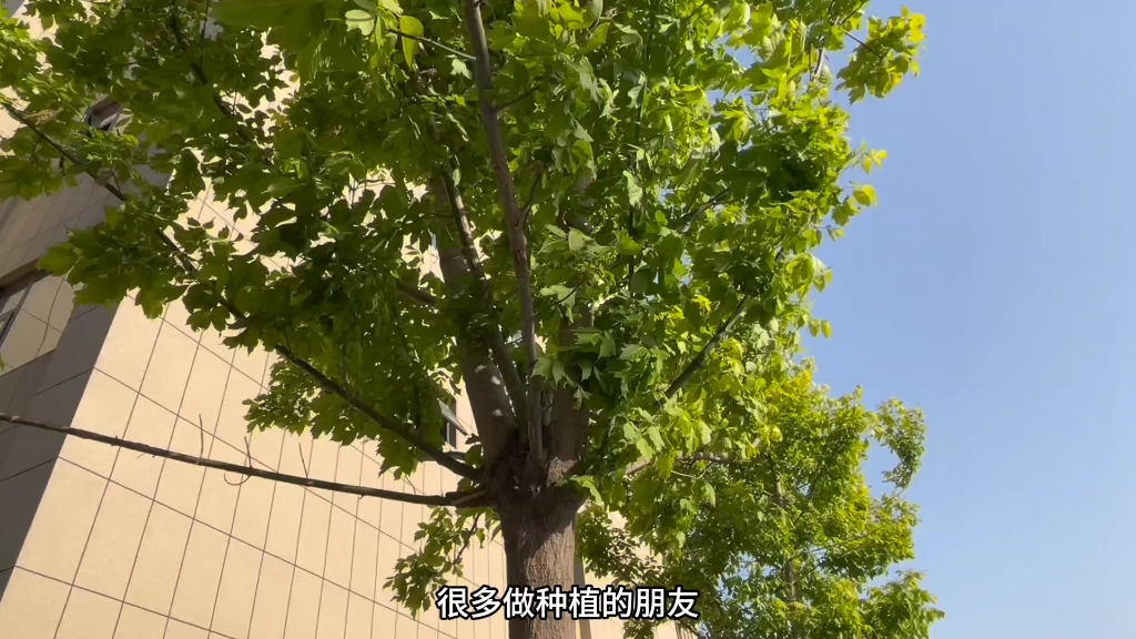 玻璃钢树木支撑杆到底是什么?