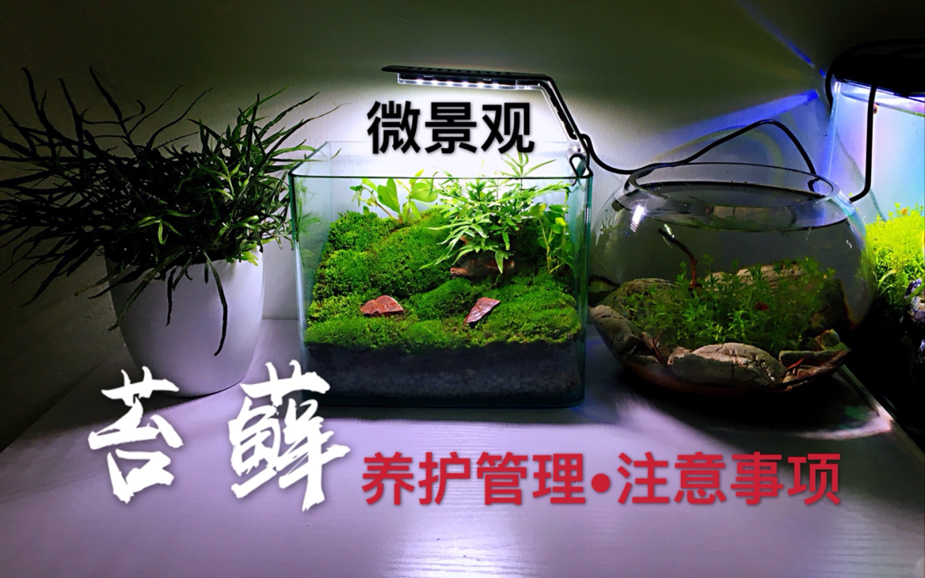 【苔藓植物】微景观造景之日常养护管理及注意事项