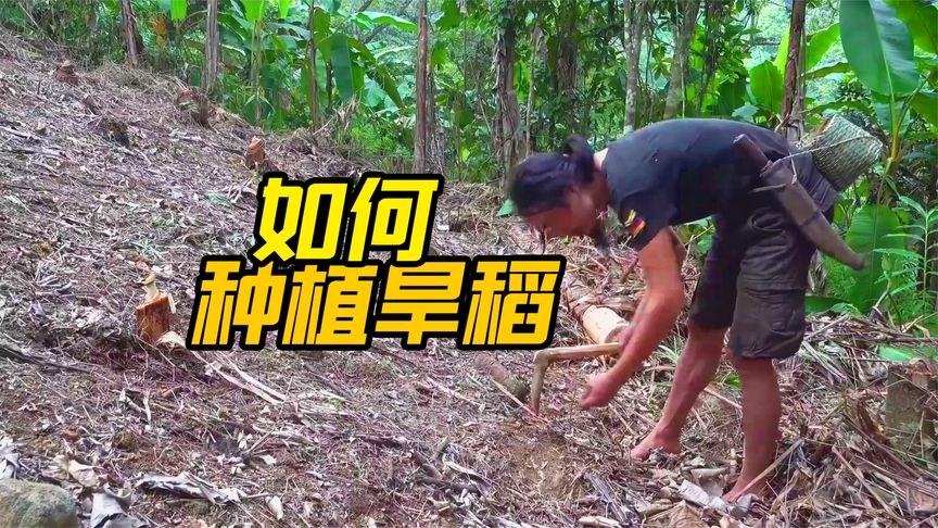 荒野生存挑战,森林中开坑一片荒地,如何发展农业种植旱稻