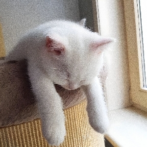 老不带纸 