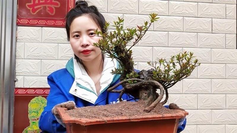 20多年的老桩水杨梅,种植一年后,婷丫头开始给它上盆