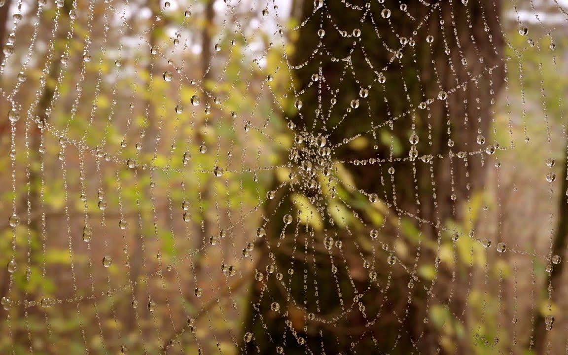 iBlender中文版插件 Spider Web Generator 蜘蛛网生成器 Blender 教程