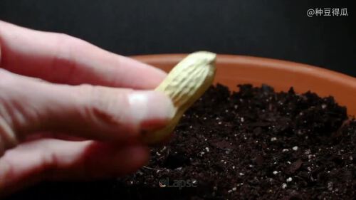 花生生长过程及种植方法花生高产量种植技巧