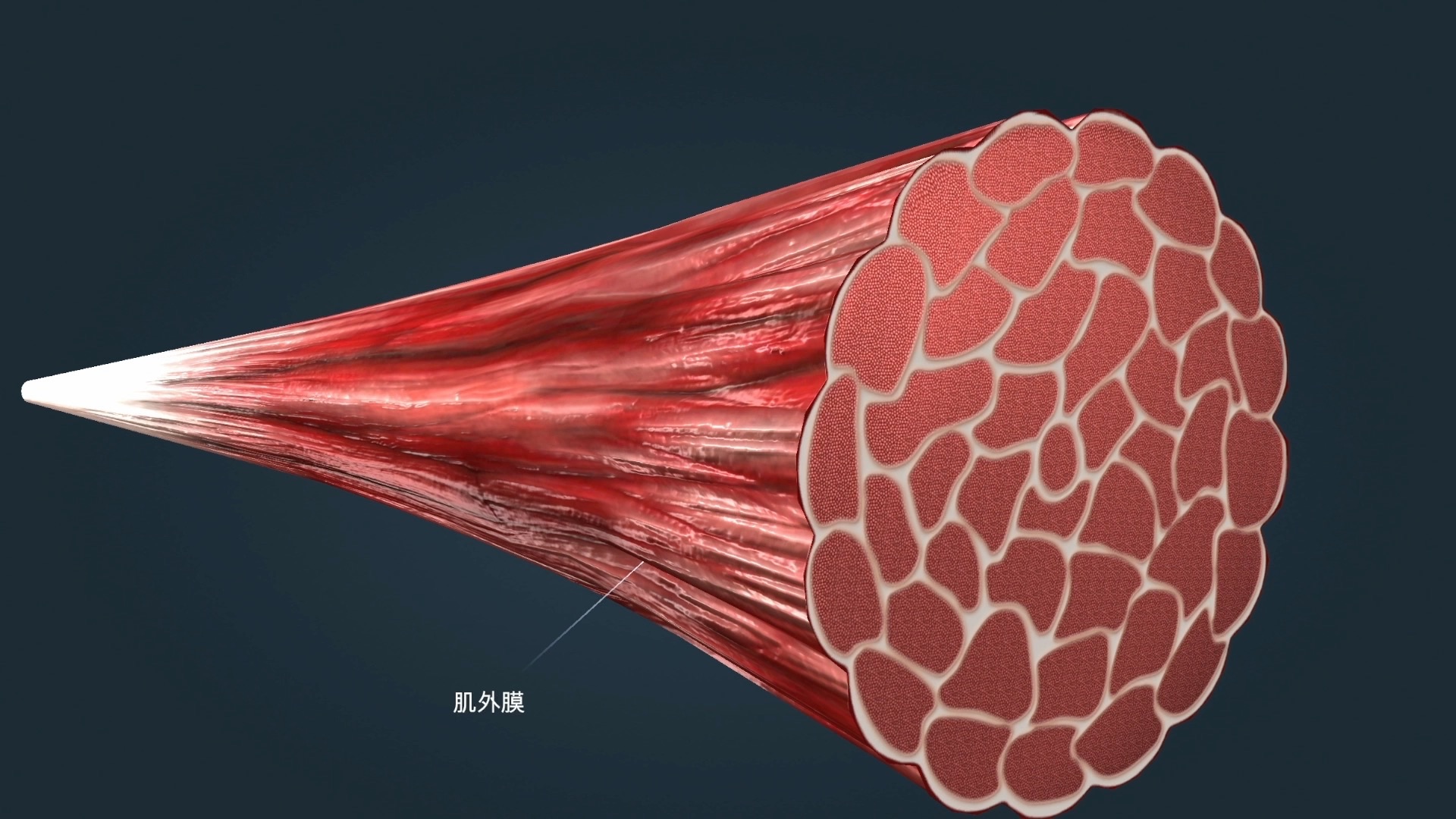 一个视频讲透肌肉结构和肌肉收缩过程
