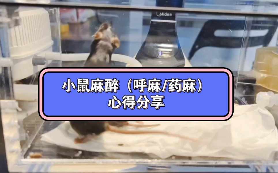 小鼠麻醉(呼麻/药麻)心得分享