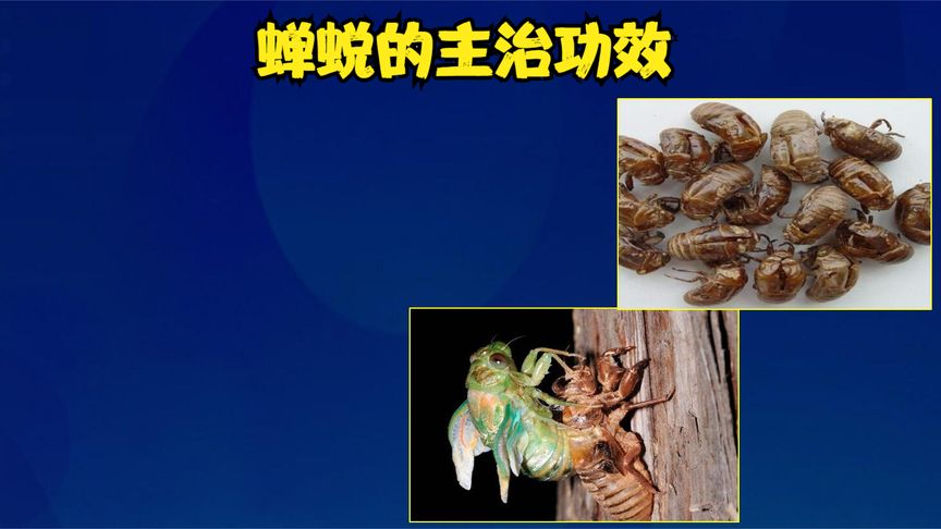 2021执业药师资格考试-中药学专业知识二-蝉蜕的主治功效
