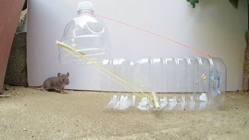 5种超级简单的捕鼠器制作方法