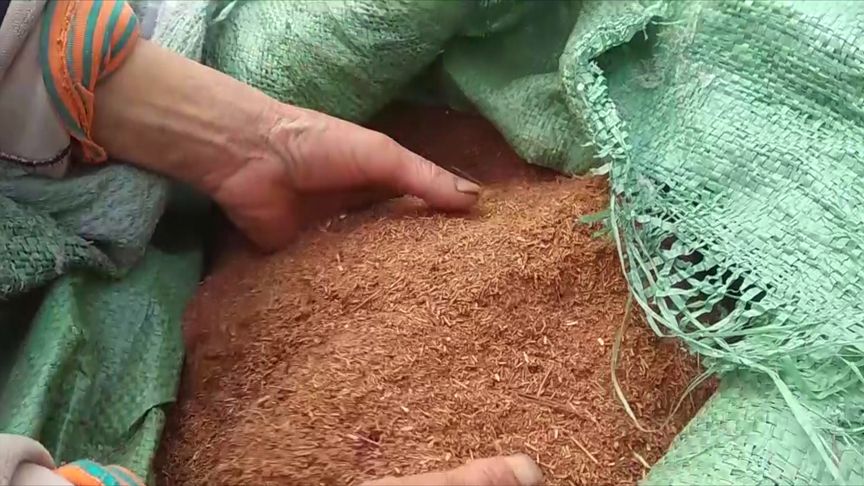 松针粉碎后还有这种作用,粉末状后的松针拌土栽花,肥料钱都省了