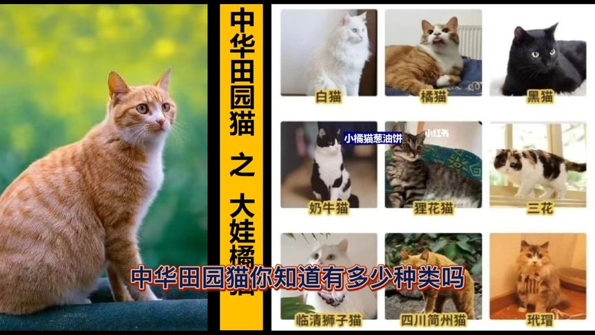 中华田园猫的种类和特点,请看中华田园猫之大娃橘猫(第一期)