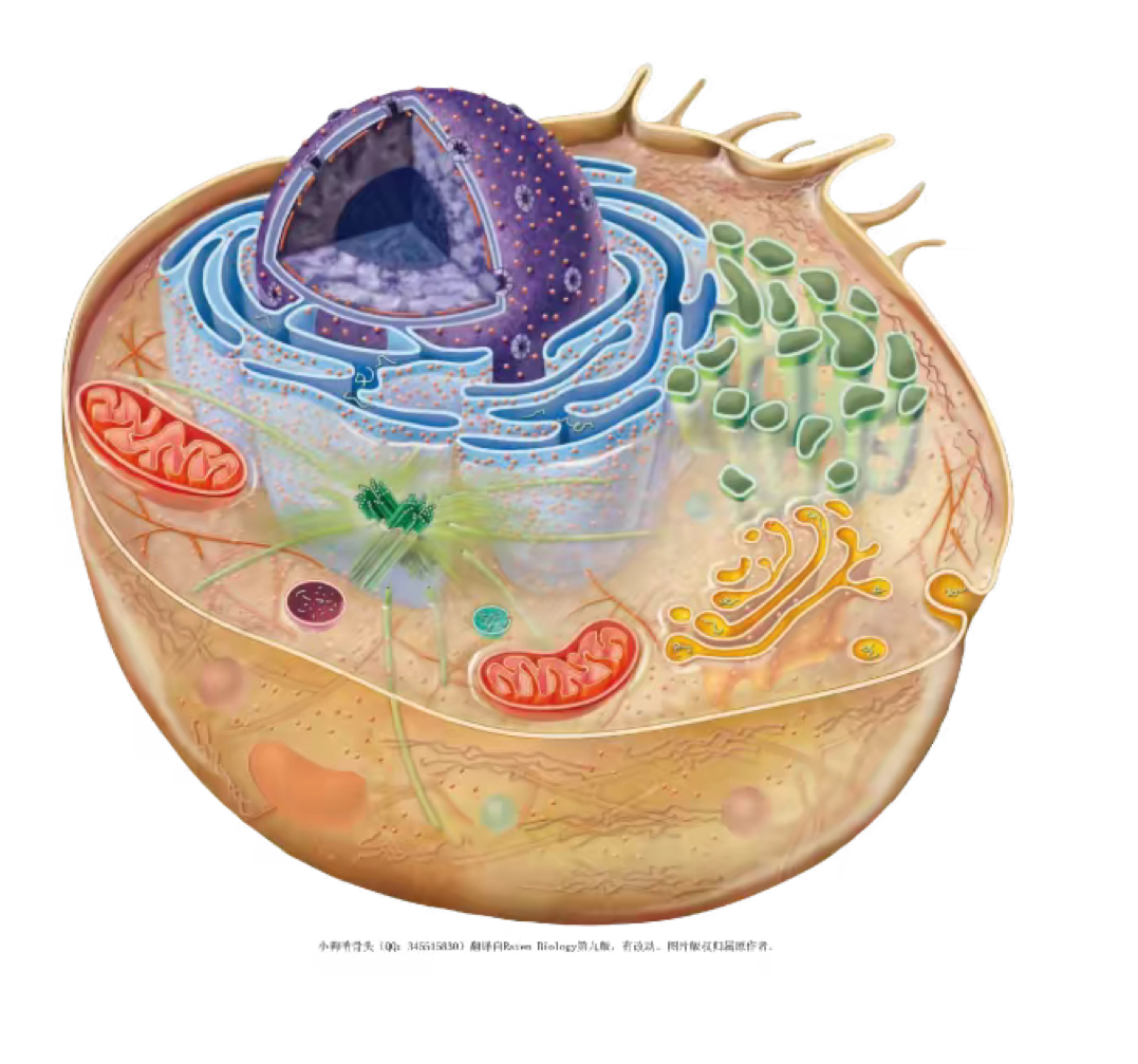 【生物知识改编】田馥甄《小幸运》高中生物细胞器知识多媒体改编