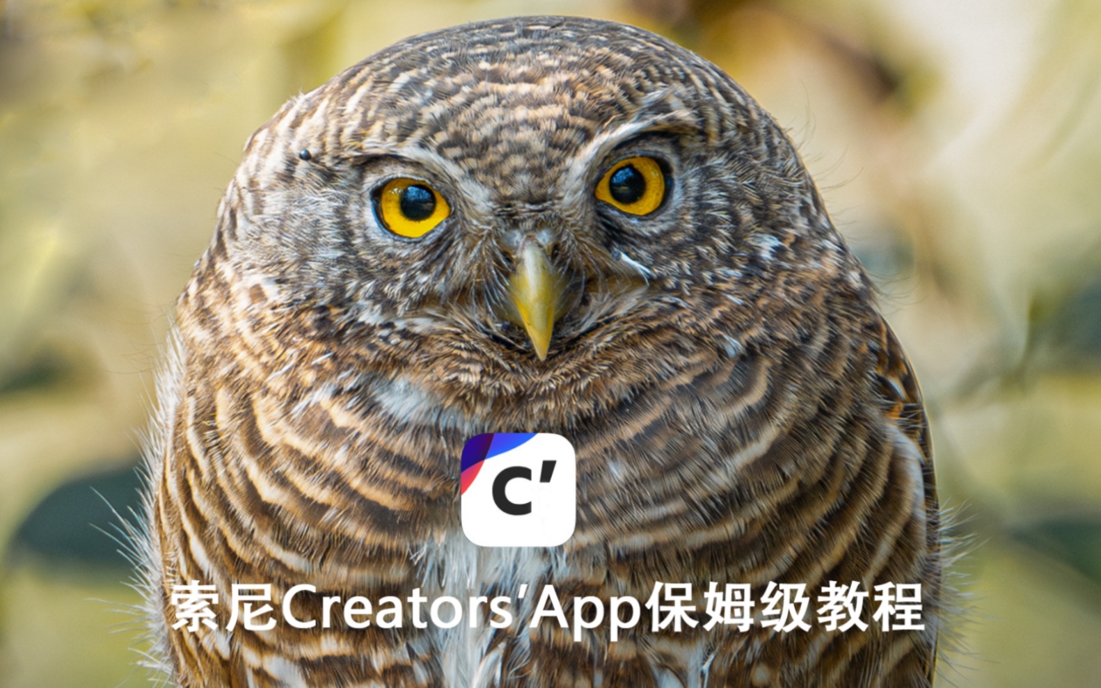 ...监视器的钱并让你的1T手机当存储卡——索尼Creator'App保姆级教程
