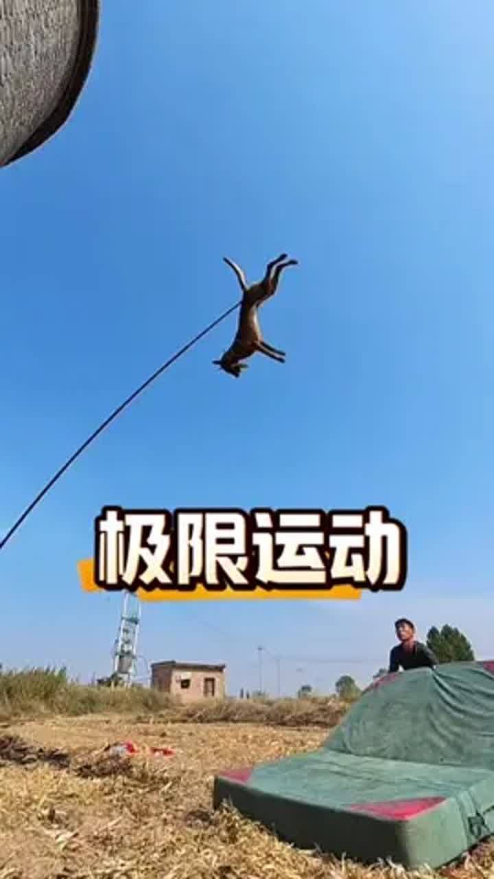 极限运动 萌宠 神奇动物在 动物的迷惑行为