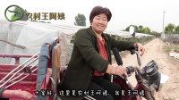 蔬菜大棚分冷棚和日光温室两种,你知道它们两者的温度差距是多少吗?