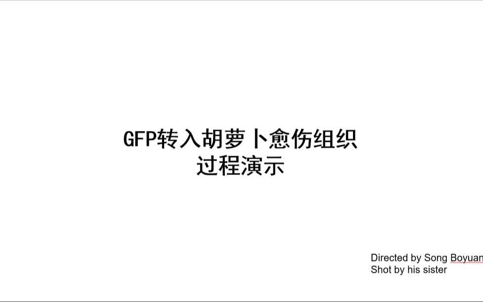 GFP转入胡萝卜愈伤组织实验演示
