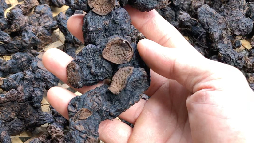 九蒸九晒的野生黄精搞好了,有着特殊的香味,食补的好货,男女通用,滋肾...